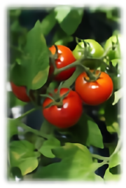 About-us2 | JCCL, Inc.